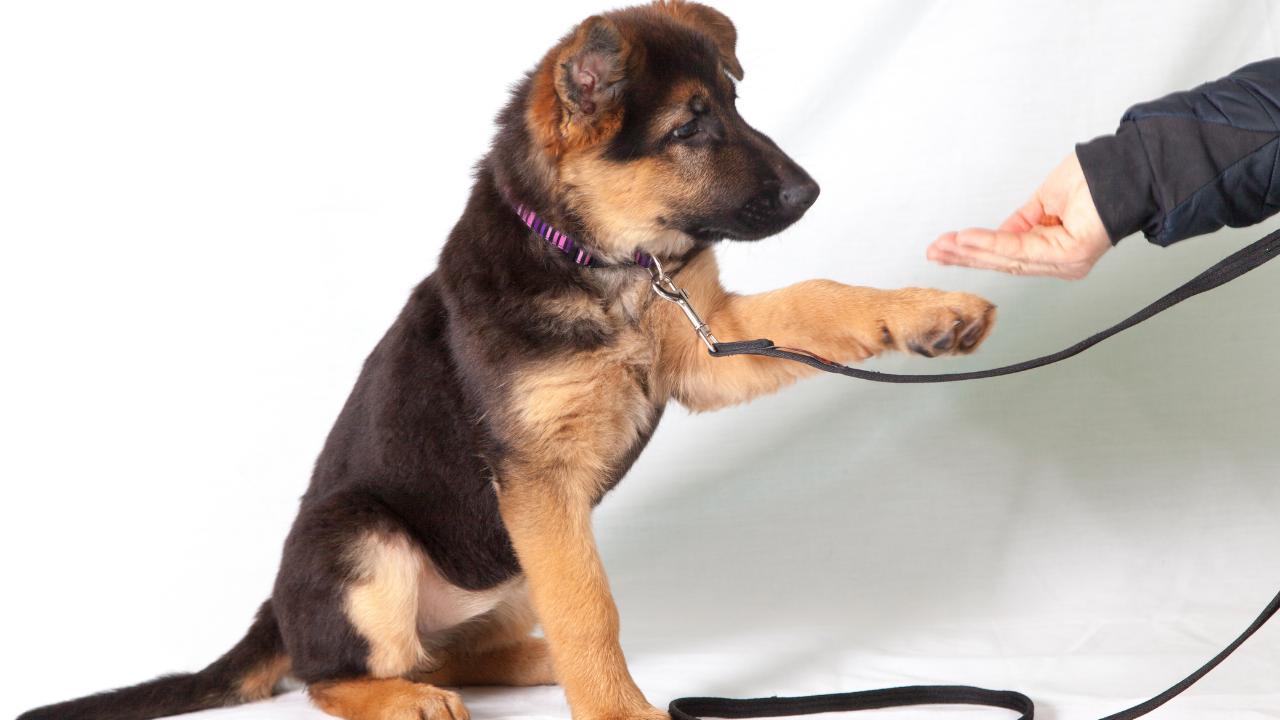 The Secret to Dog Training: Why Positive Reinforcement Works But ...